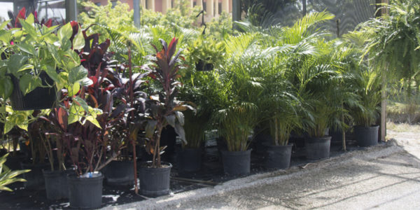Plants – RR Garden Center Miami